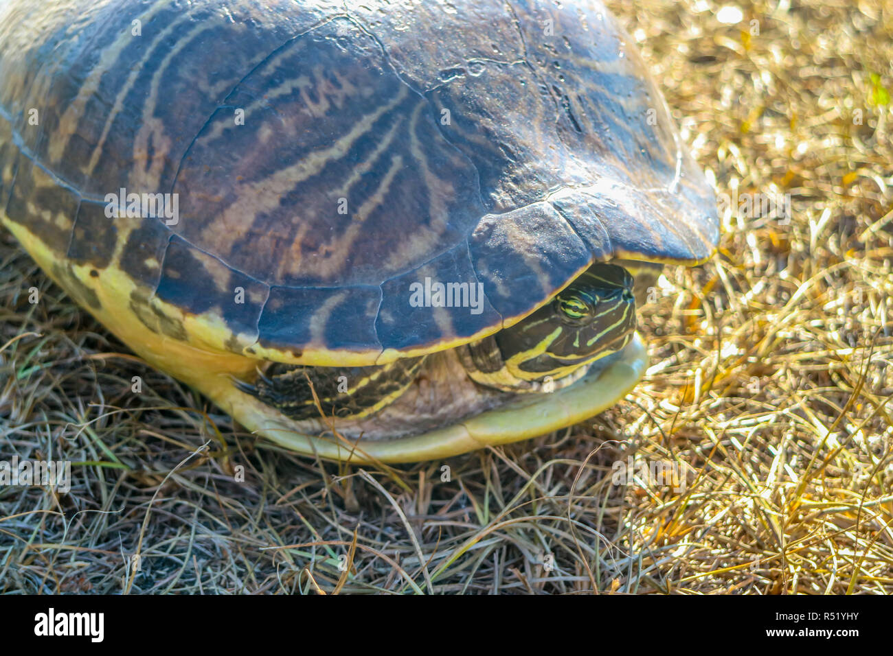 A big Painted Turtle in Orlando, Florida Stock Photo - Alamy