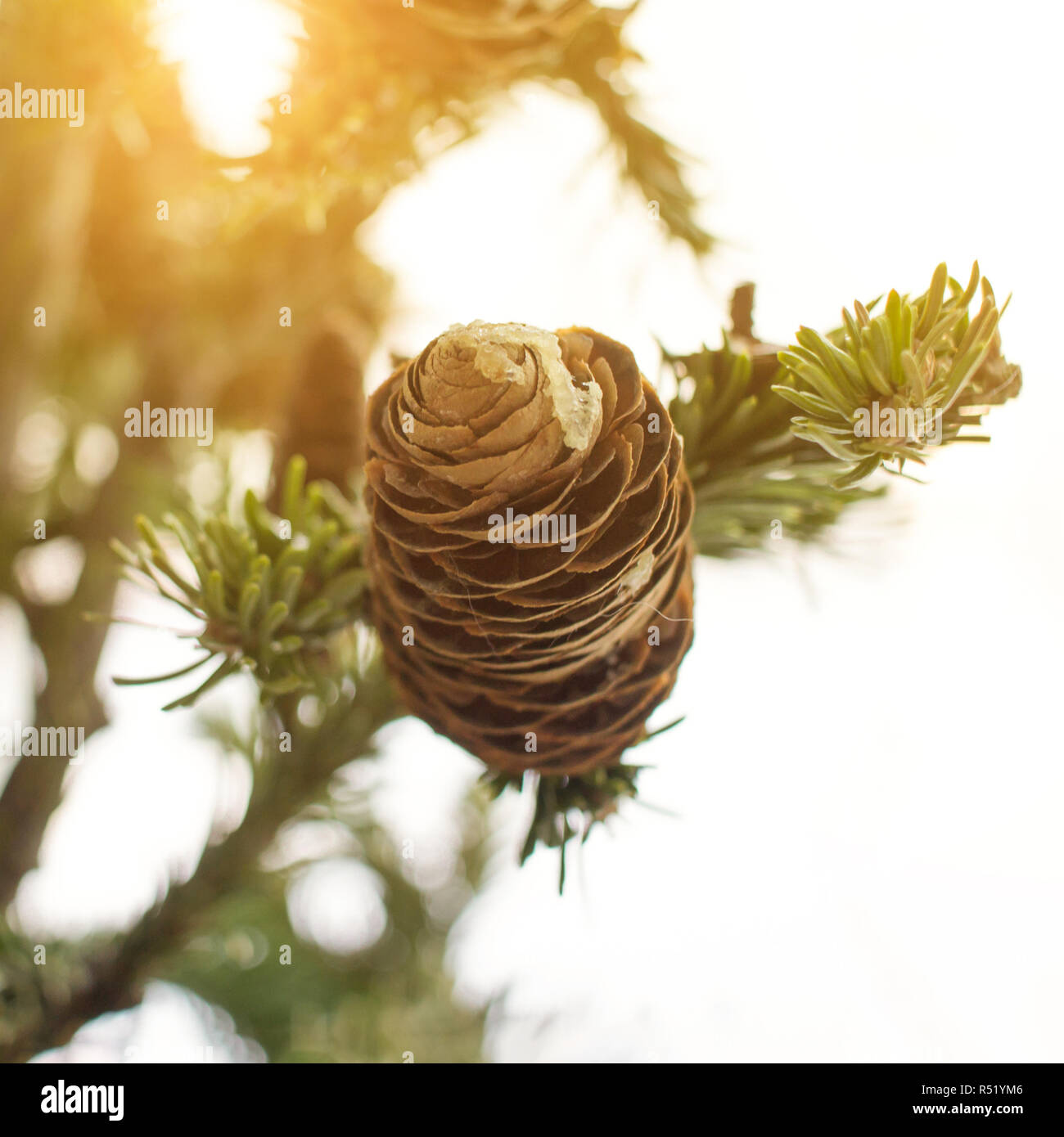 Cone on Christmass tree branch on sunny day. Close-up photo. New year ...