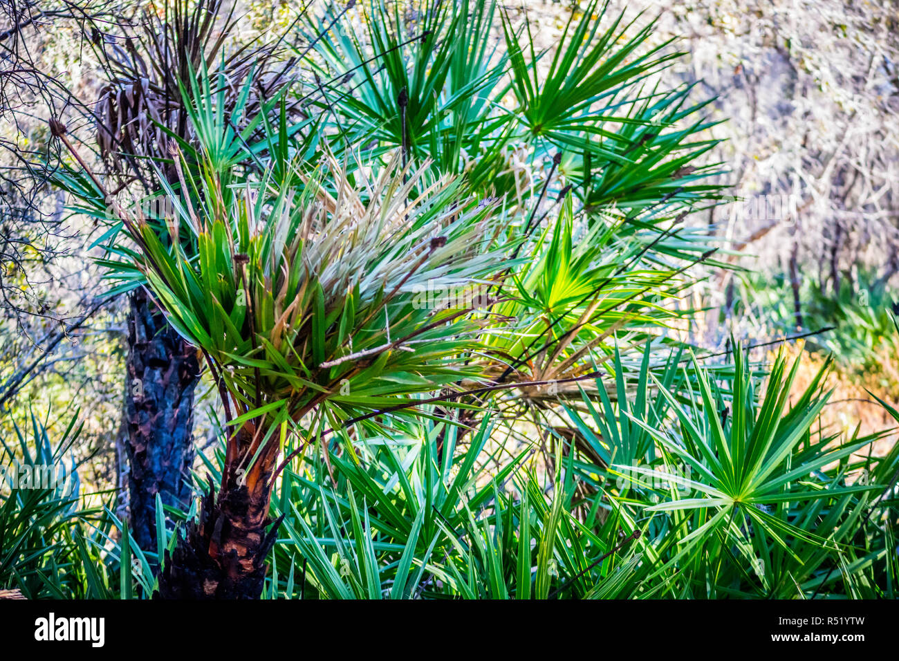Yucca plant florida hi-res stock photography and images - Alamy