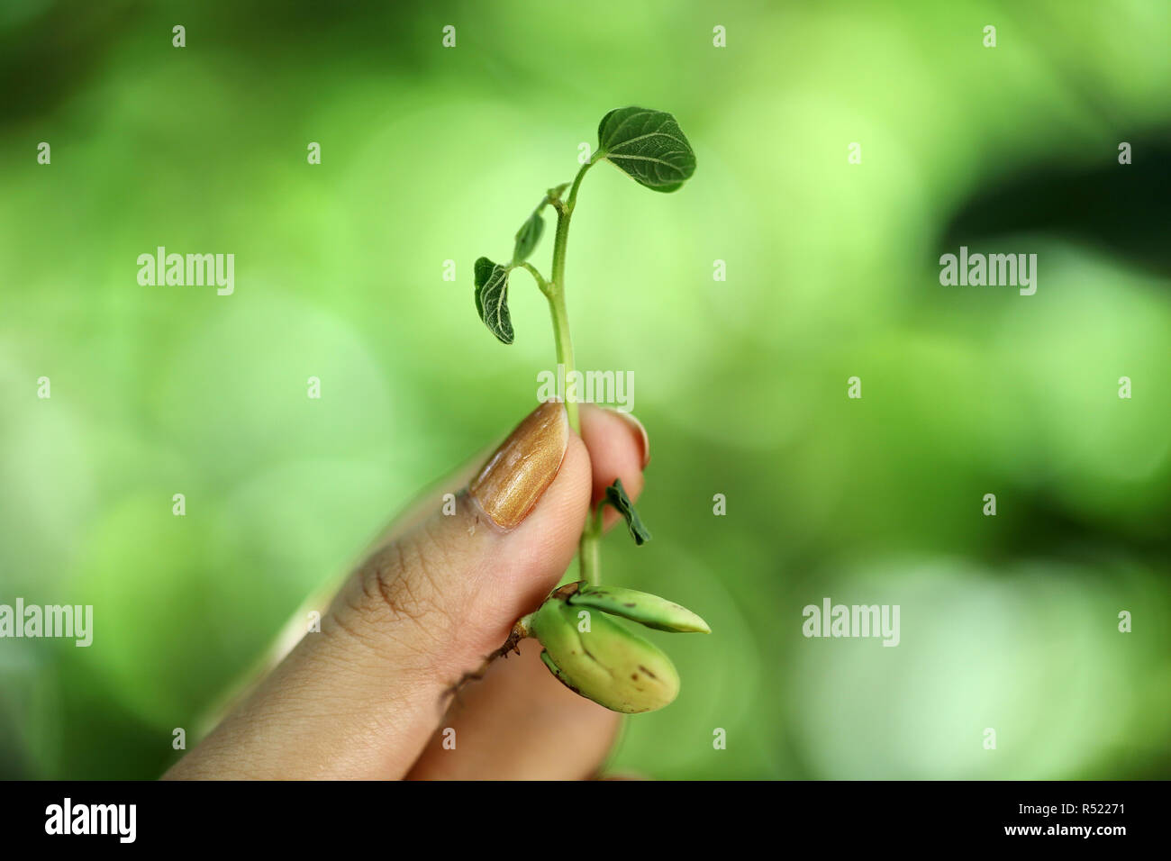 Hand holding small plant Stock Photo - Alamy