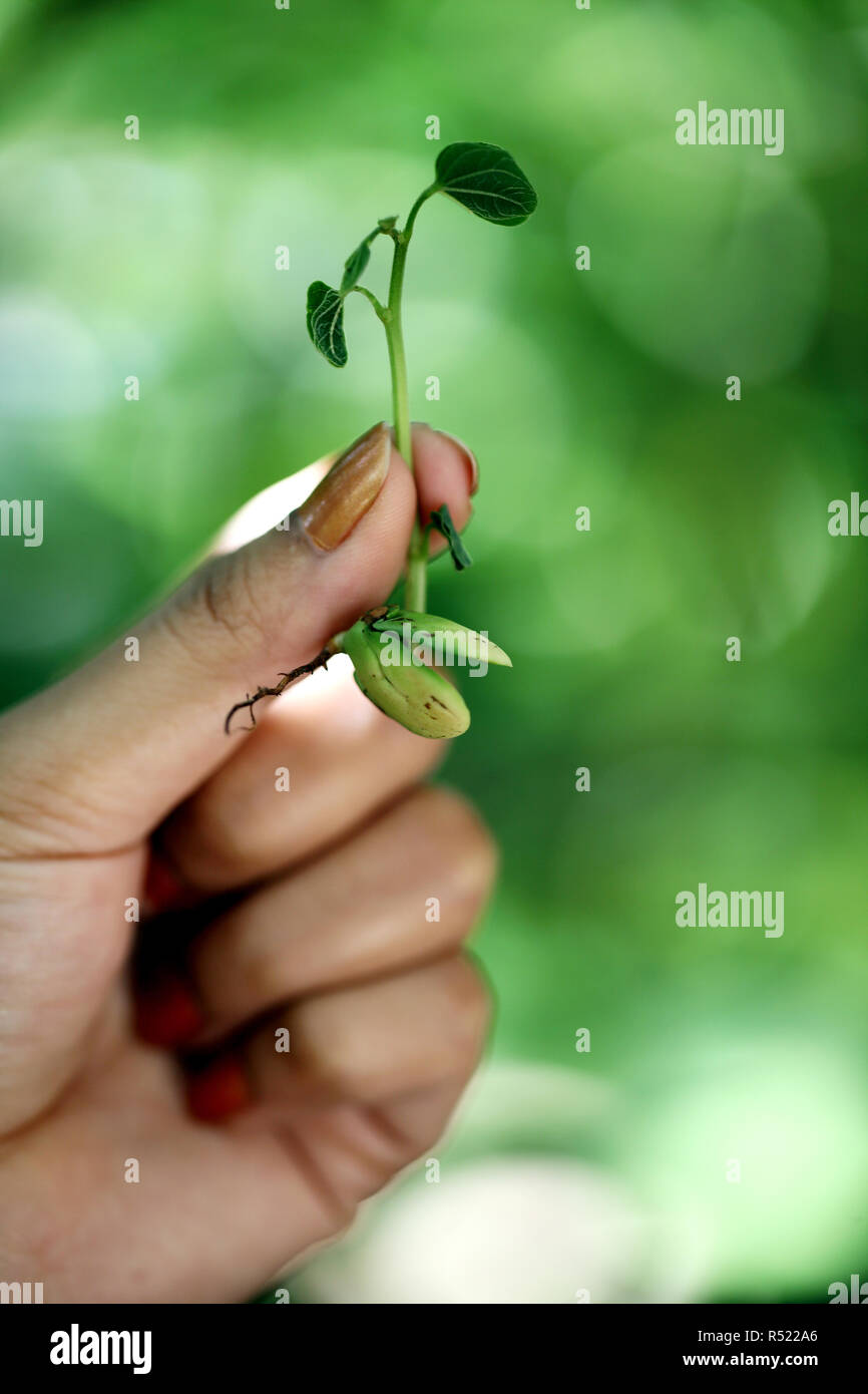 Hand holding small plant Stock Photo - Alamy