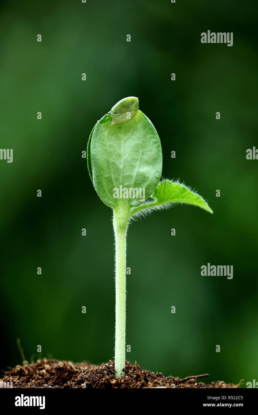 Young plant growing from soil hi-res stock photography and images - Alamy