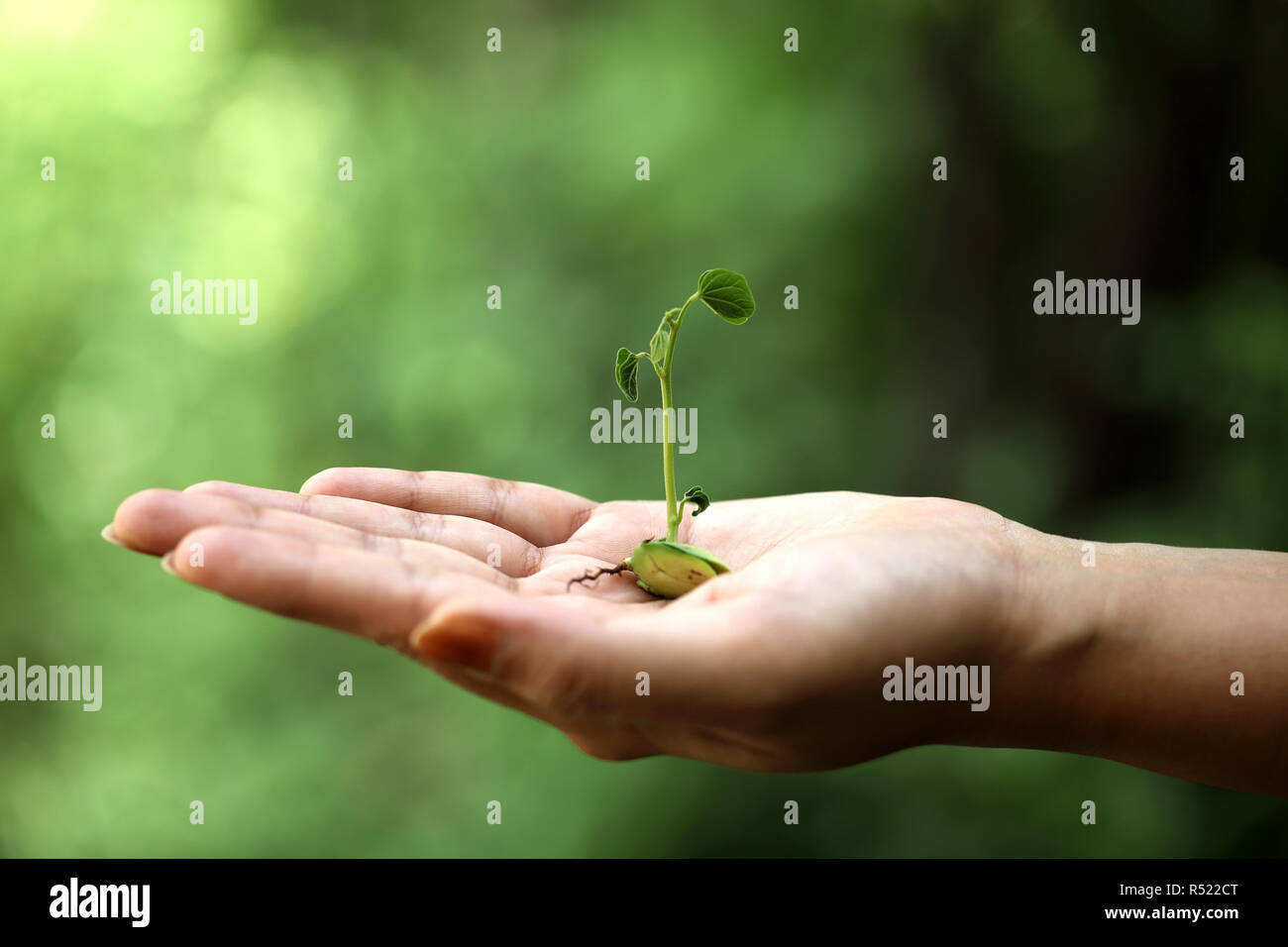 Hand holding small plant Stock Photo - Alamy