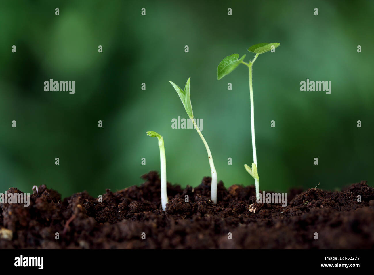Plant growth stages Stock Photo - Alamy