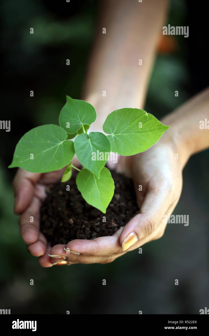 Hands holding young plant Stock Photo - Alamy