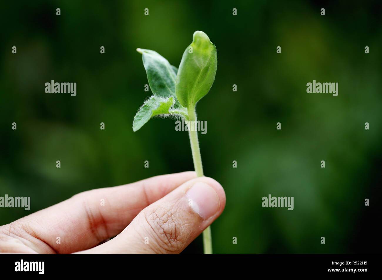 Young plant in hands Stock Photo - Alamy
