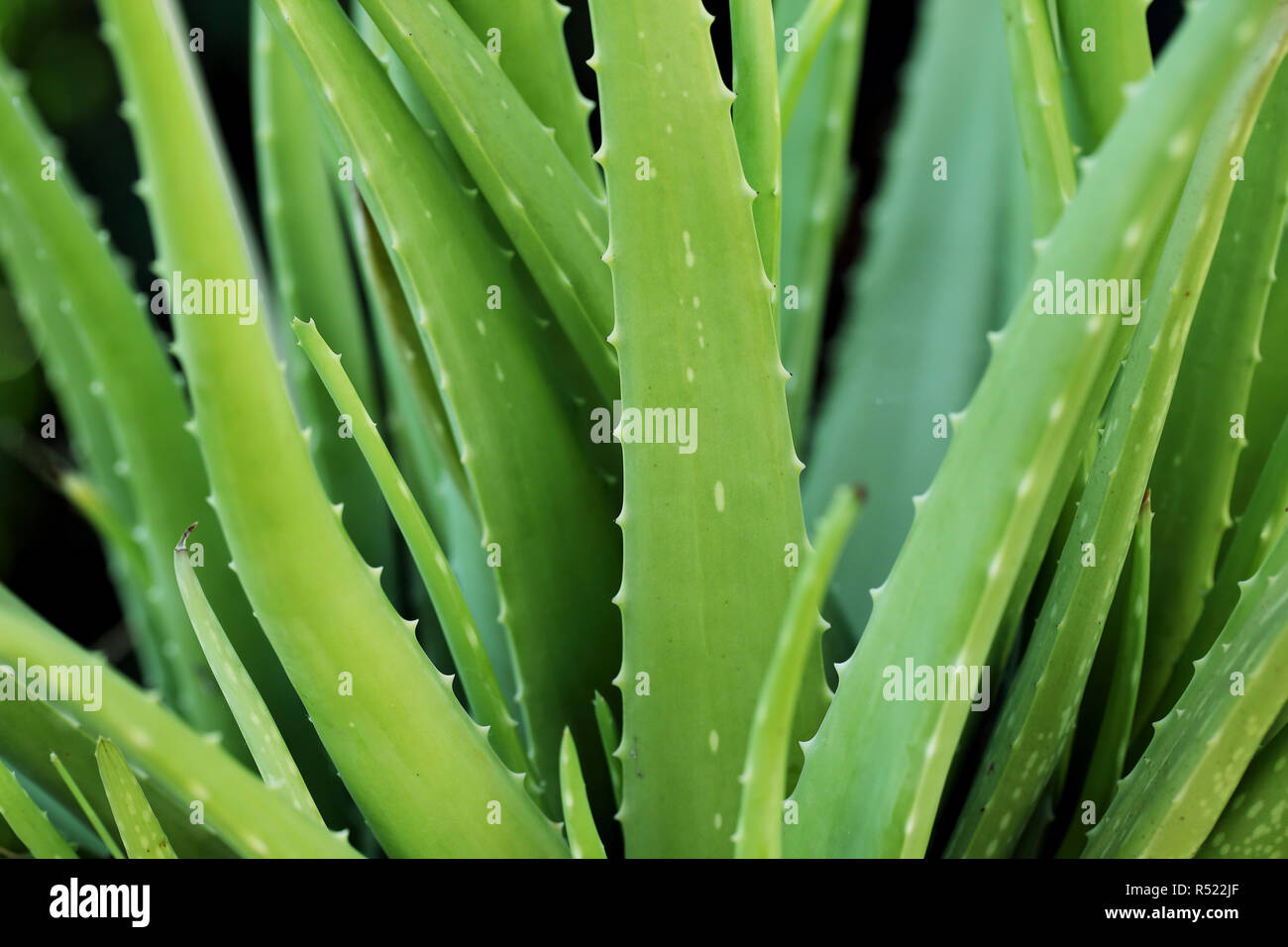Aloe Vera Plant Stock Photo - Alamy