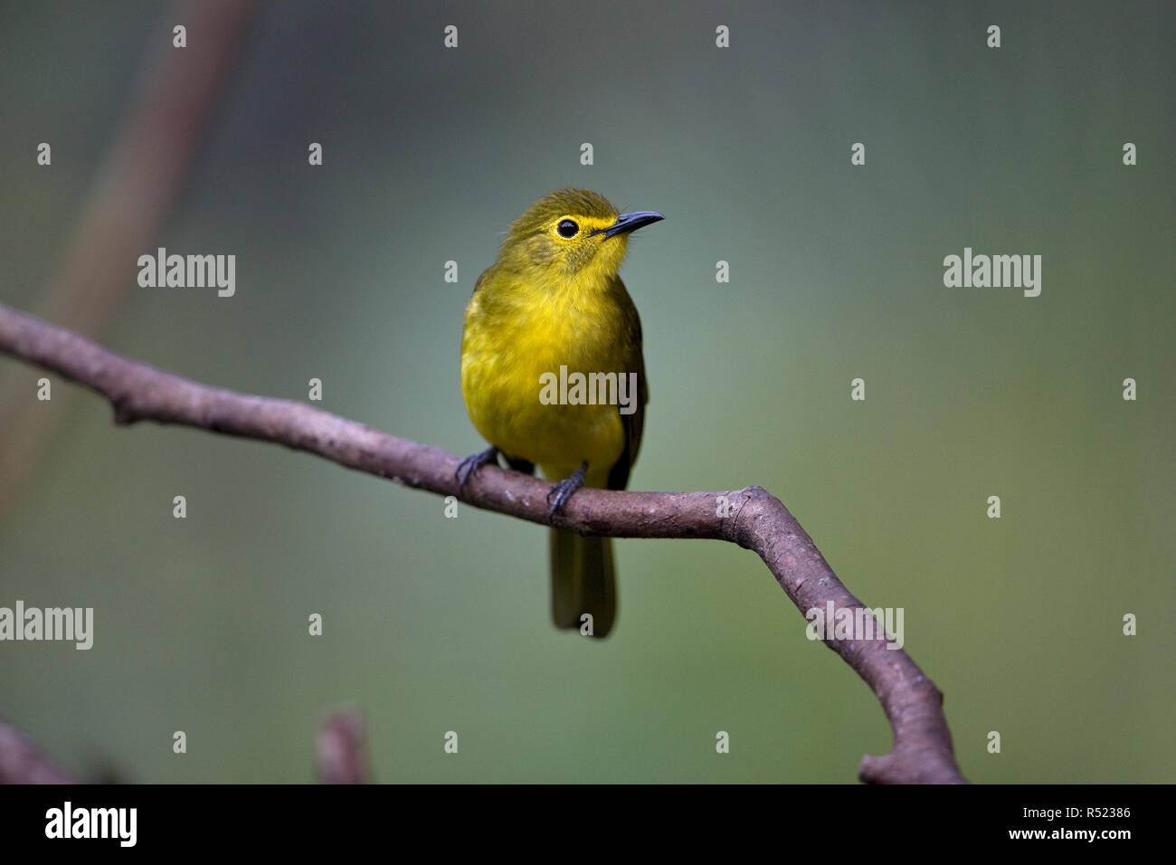 Yellow-eyed Bulbul (Chrysomma sinense Stock Photo - Alamy