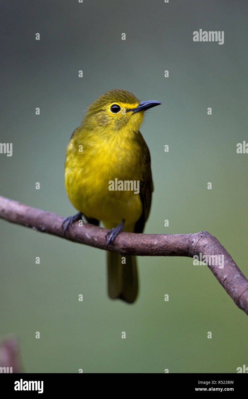 Yellow-eyed Bulbul (Chrysomma sinense Stock Photo - Alamy