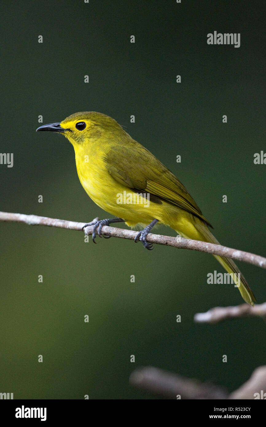 Yellow-eyed Bulbul (Chrysomma sinense Stock Photo - Alamy