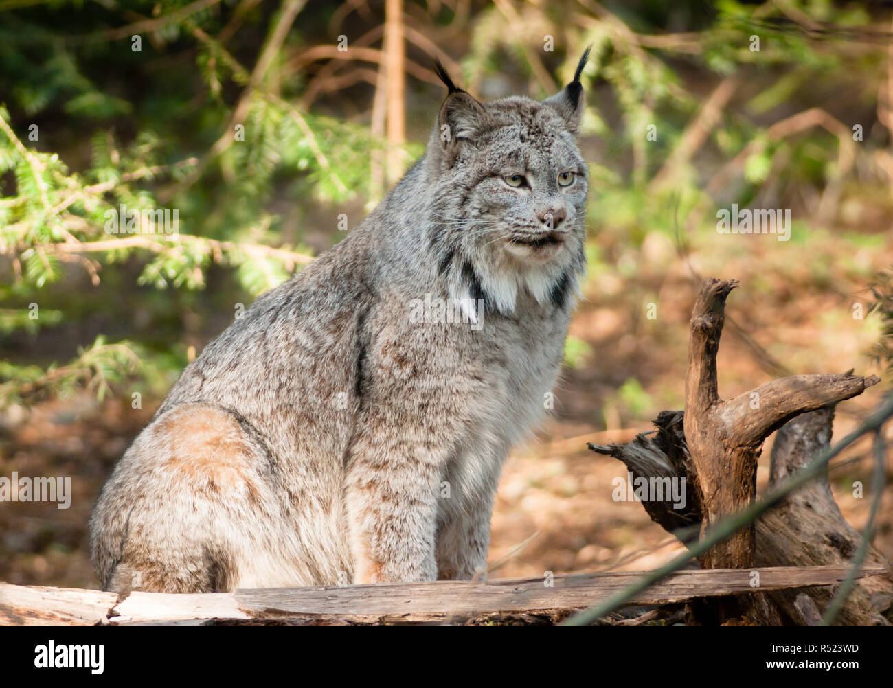 Solitary Bobcat Pacific Northwest Wild Animal Wildlife Stock Photo - Alamy