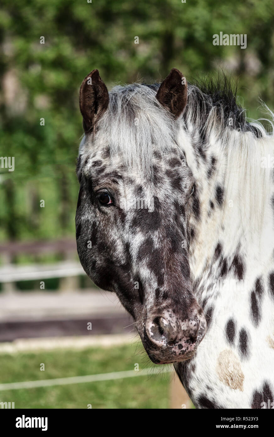 Knabstrupper High Resolution Stock Photography and Images - Alamy