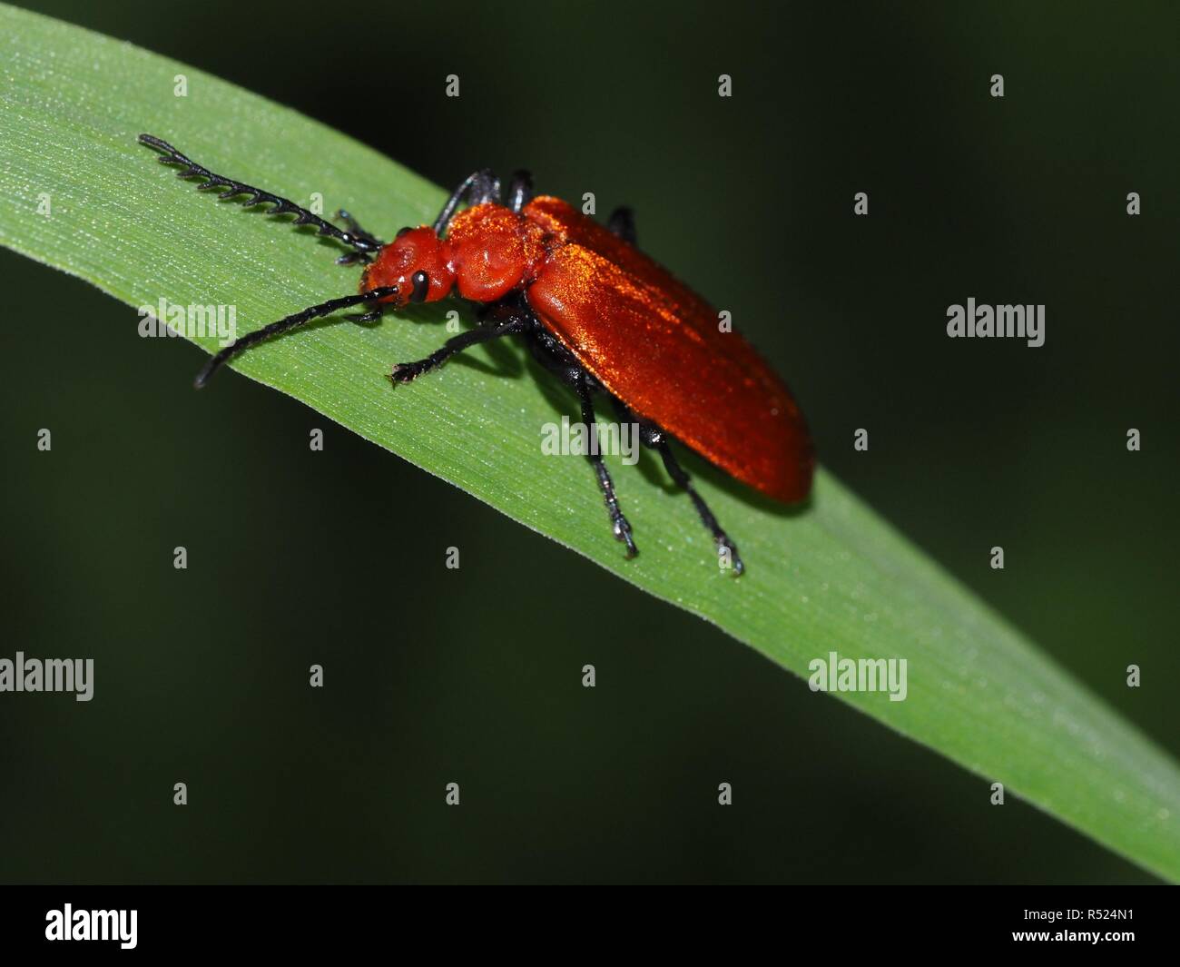red-headed fire beetle Stock Photo - Alamy
