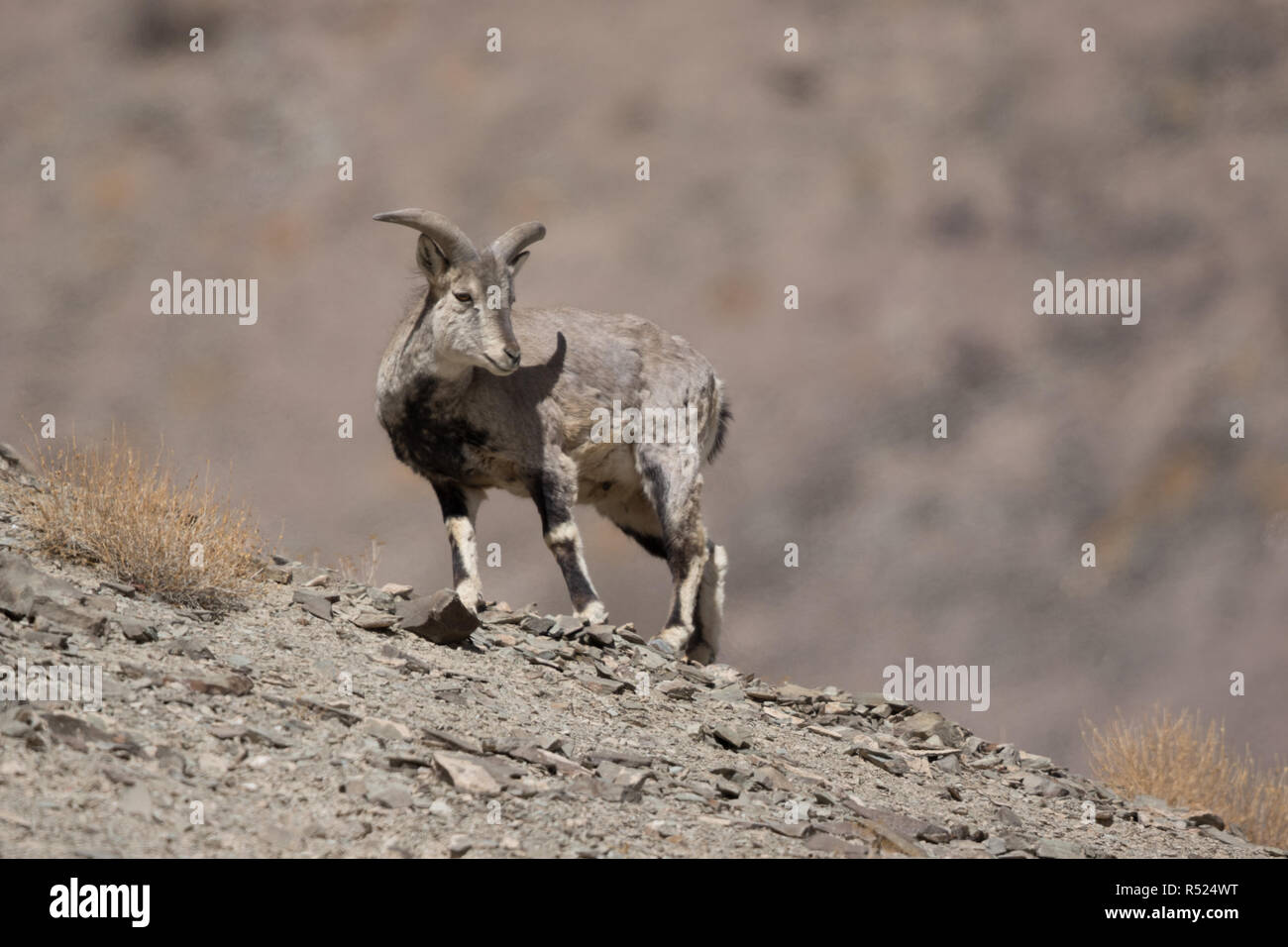 Lone Blue Sheep - Ladakh Stock Photo - Alamy