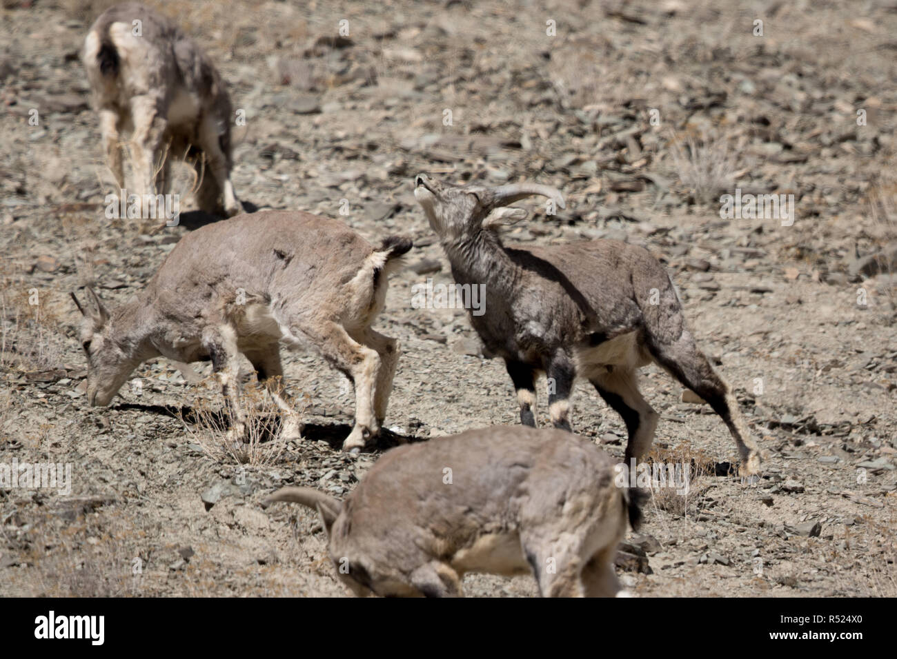 Blue Sheep Grazing - scenting Stock Photo - Alamy