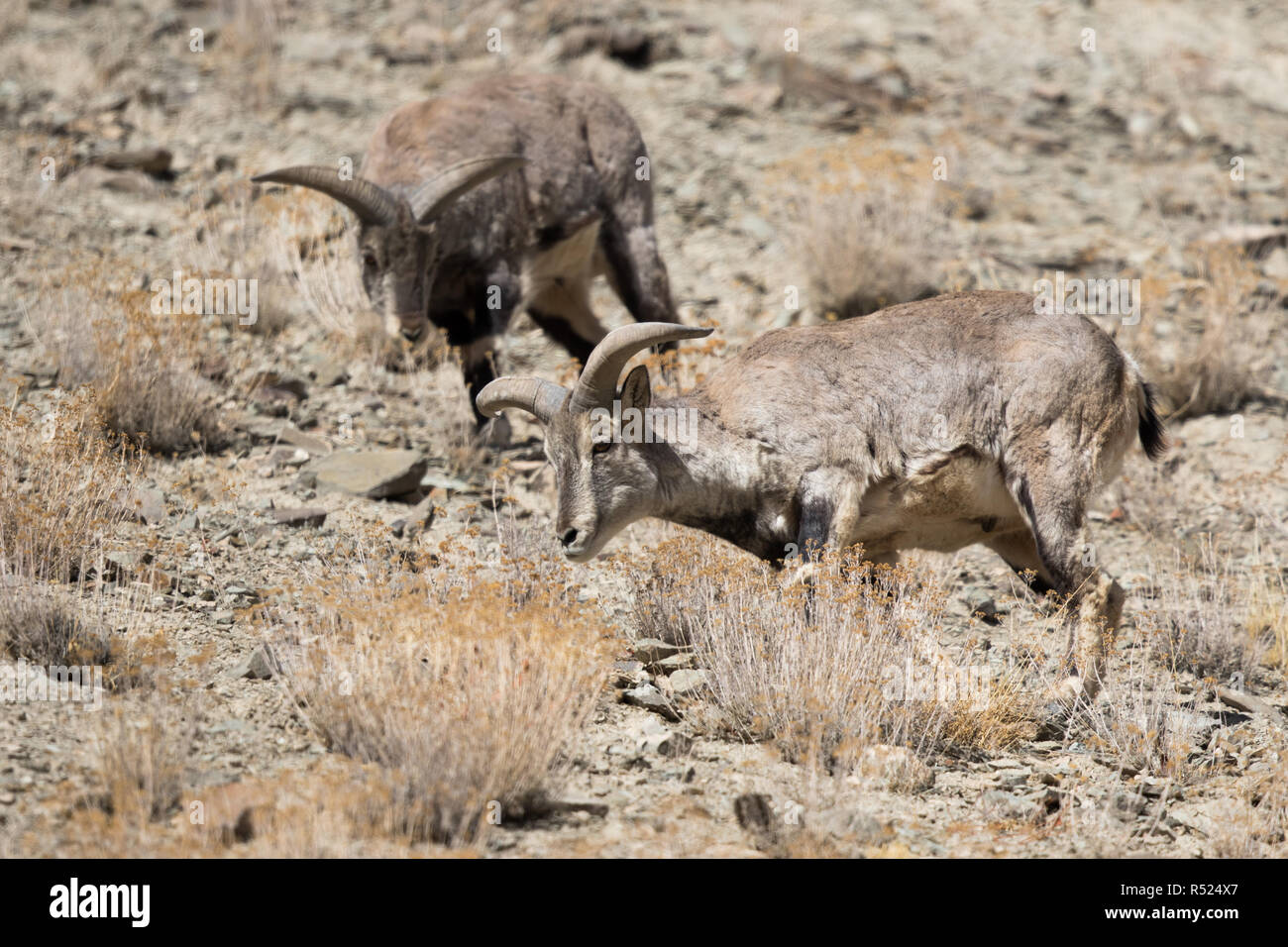 Hemis national park hi-res stock photography and images - Alamy