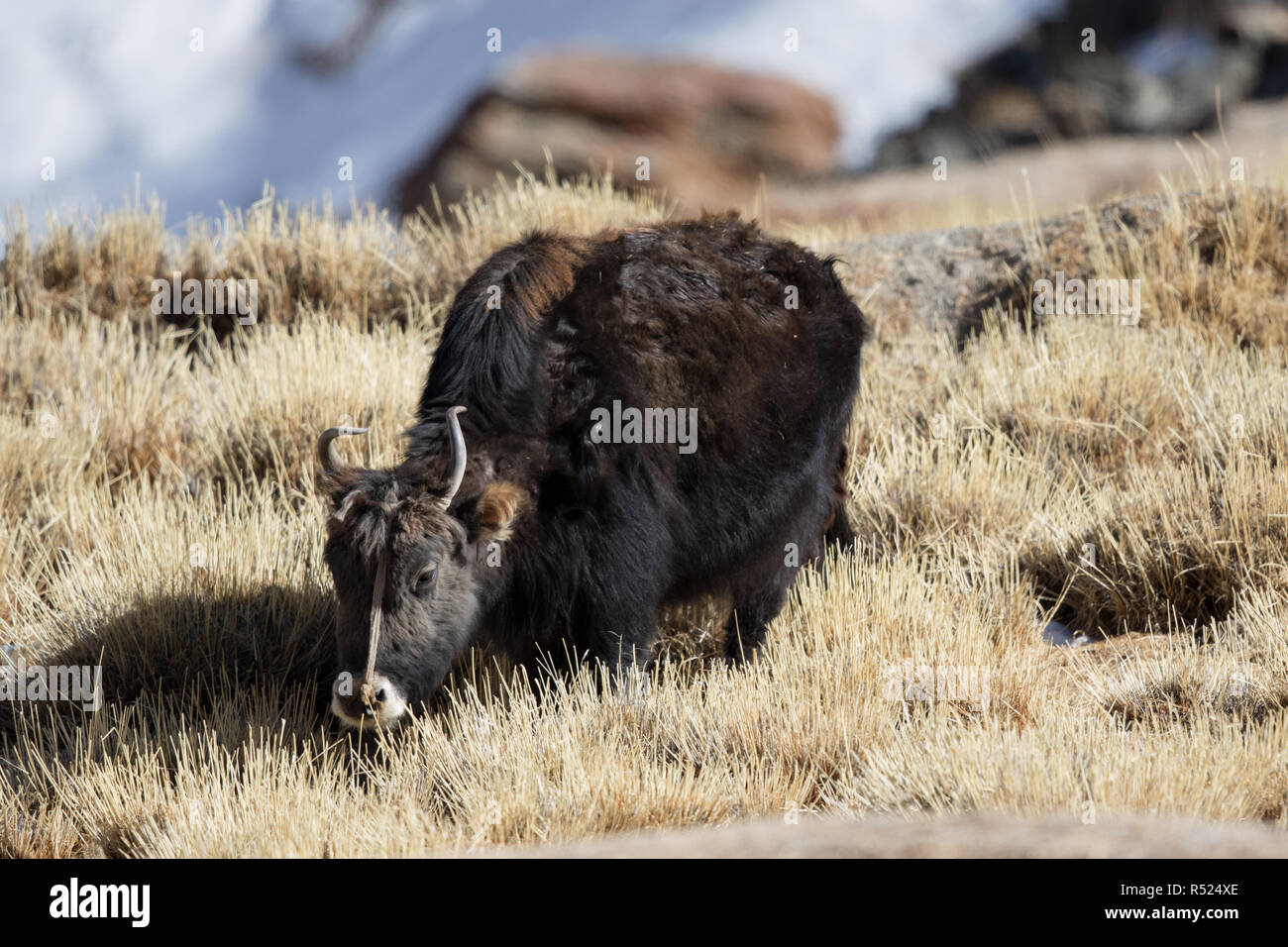 Dzo High Resolution Stock Photography and Images - Alamy