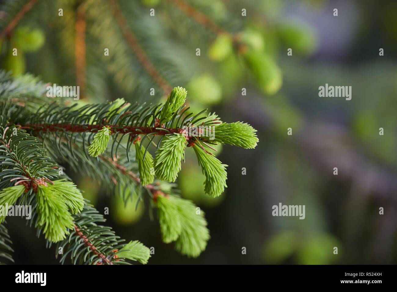 Pine Tree Closeup Stock Photo - Alamy