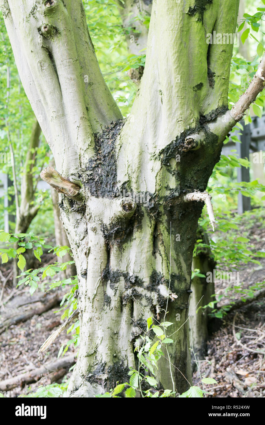 tree trunk in the forest Stock Photo - Alamy