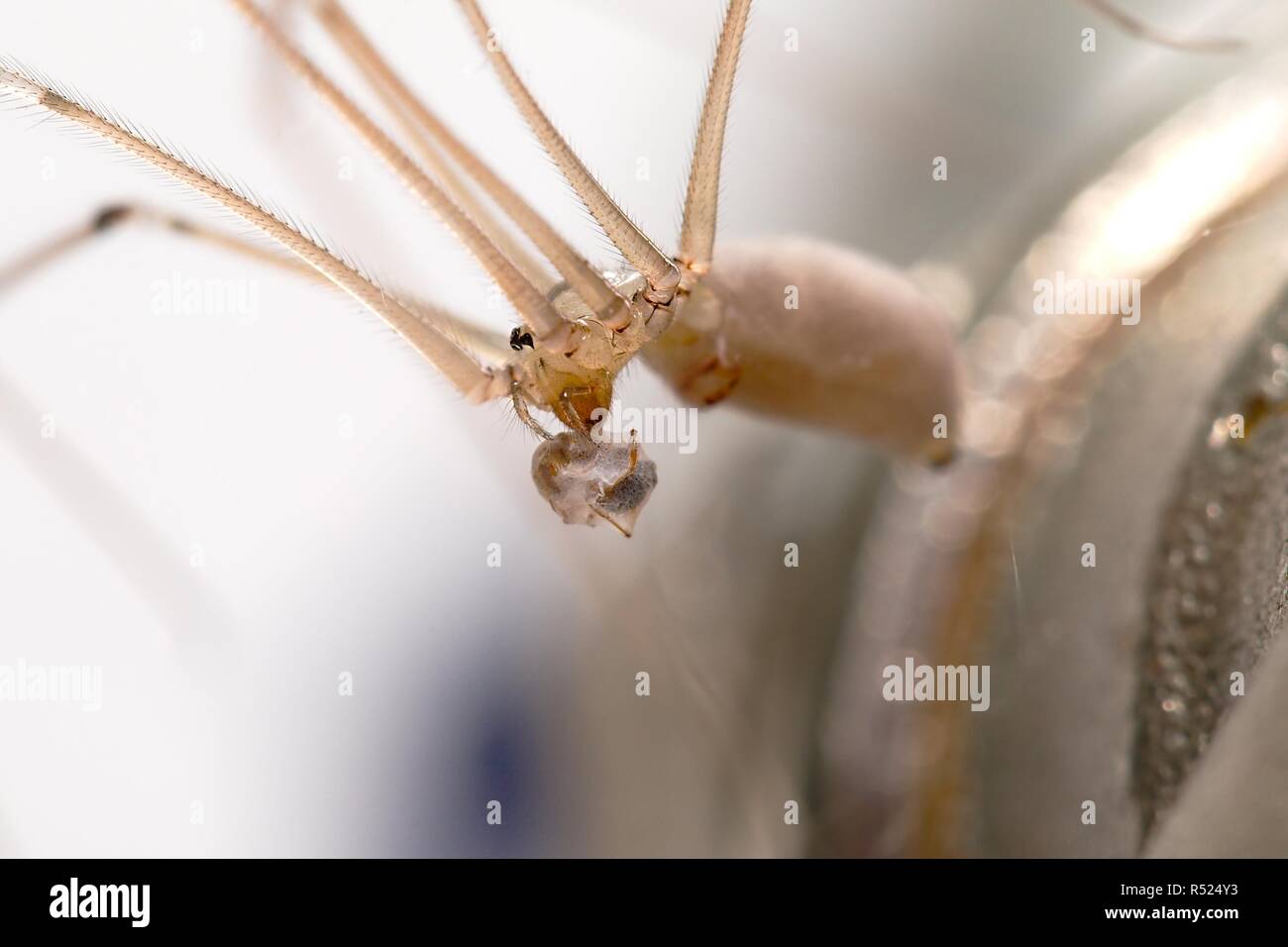 Spider eating an ant Stock Photo - Alamy