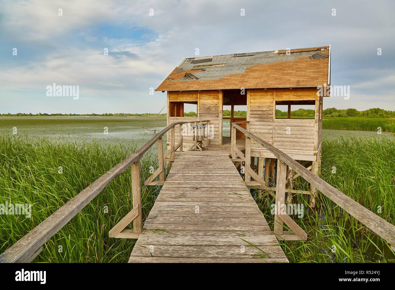 Swamp walking path Stock Photo - Alamy