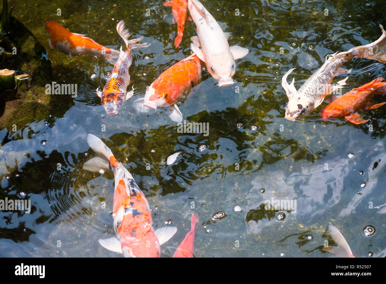 Koi fish in a pond Stock Photo - Alamy