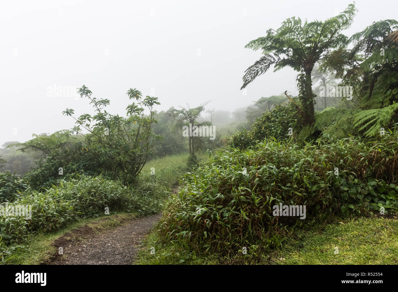 Foggy rainforest of the Mount Pelee volcano, Martinique, Caribbean ...