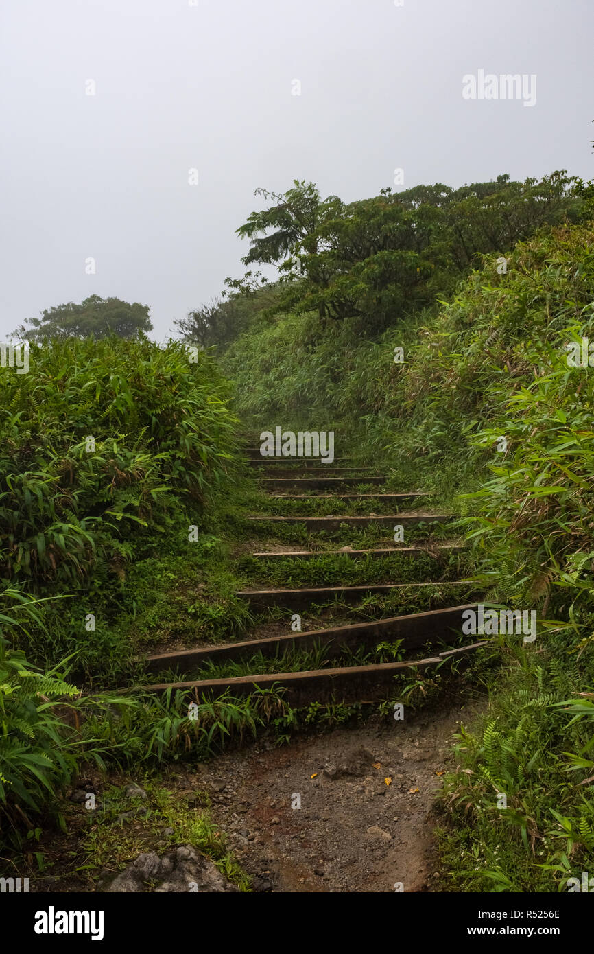 Foggy rainforest of the Mount Pelee volcano, Martinique, Caribbean ...