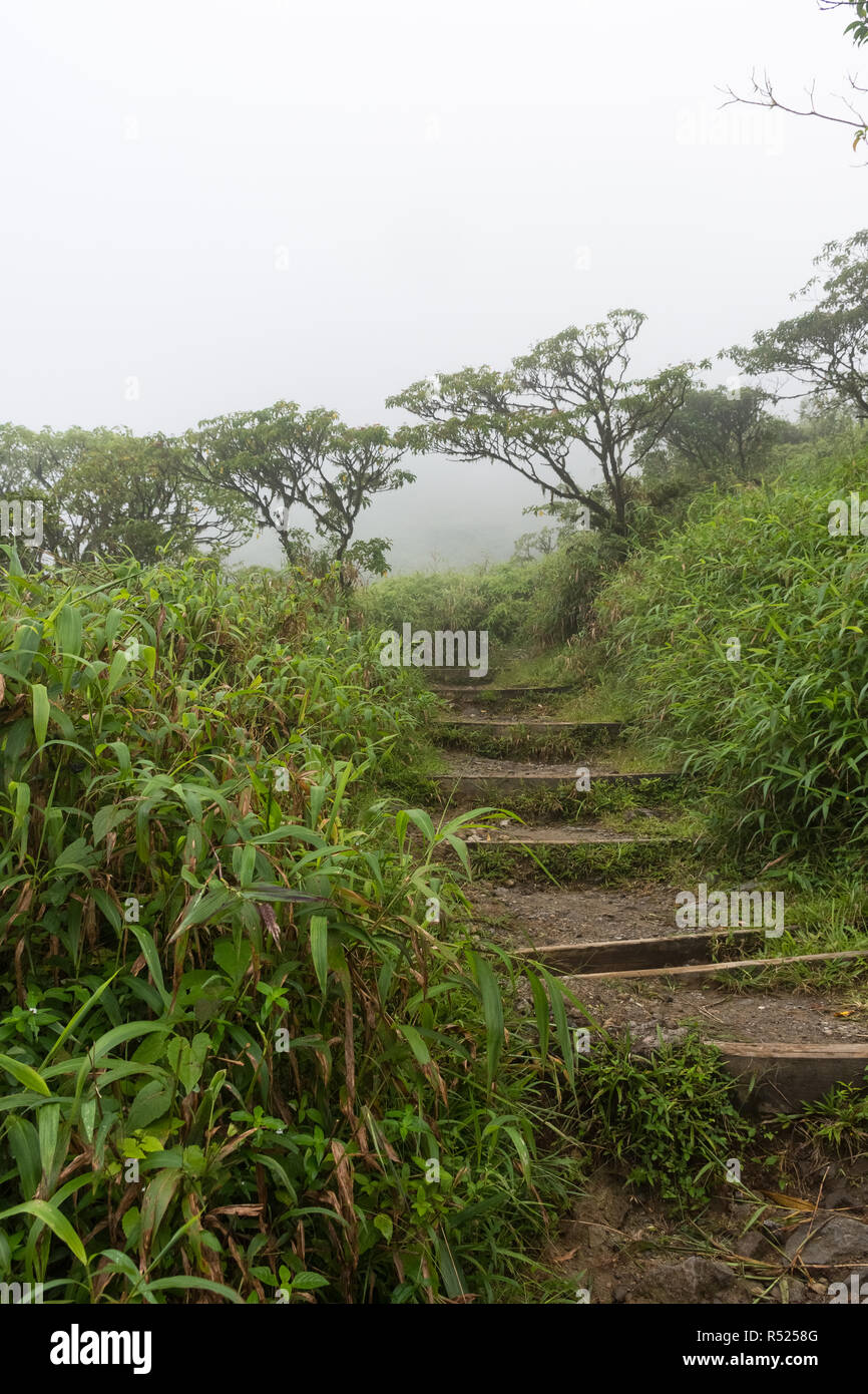 Foggy rainforest of the Mount Pelee volcano, Martinique, Caribbean ...