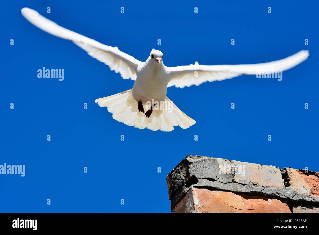 Peace Dove Fly High Resolution Stock Photography and Images - Alamy