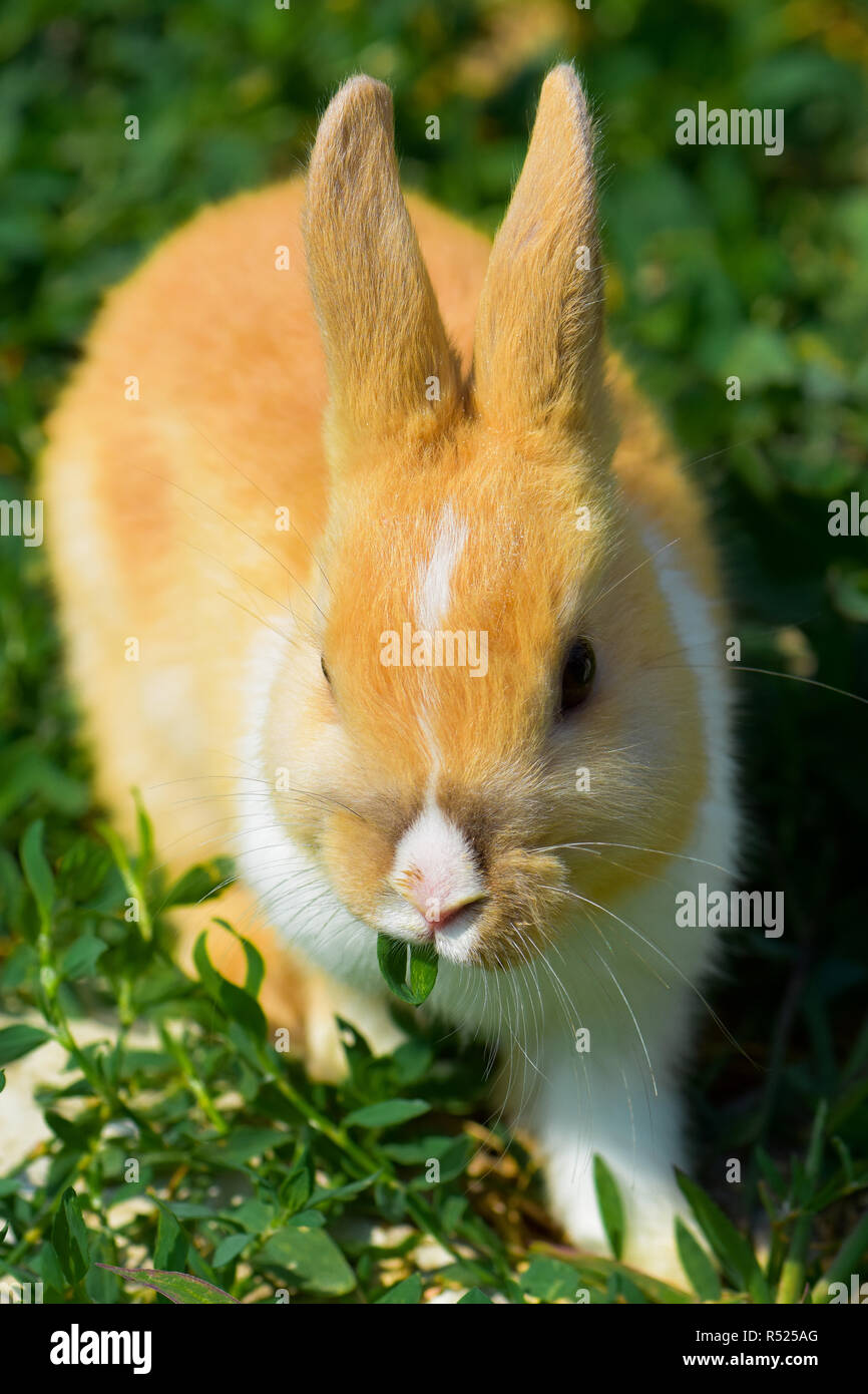 Cute sweet animal hi-res stock photography and images - Alamy