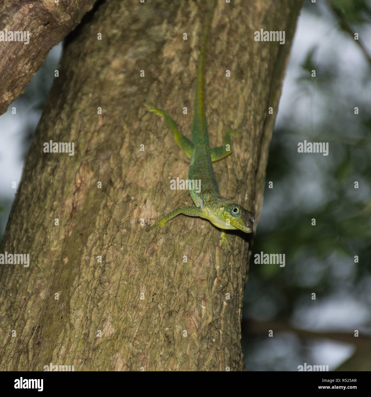 Anolis Lizard on a tree in the jungle of Martinique Stock Photo - Alamy