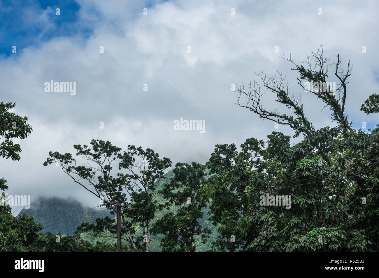 Lush vegetation in the jungle of Mount Pelee, the volcano of Martinique ...