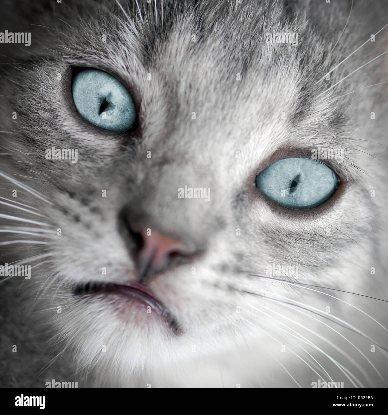 Sad animal expression hi-res stock photography and images - Alamy