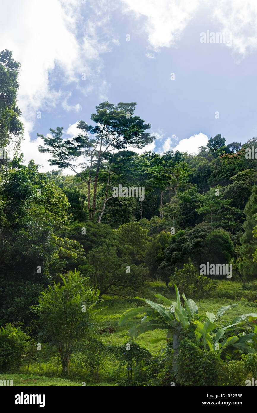 Lush vegetation in the jungle of Mount Pelee, the volcano of Martinique ...