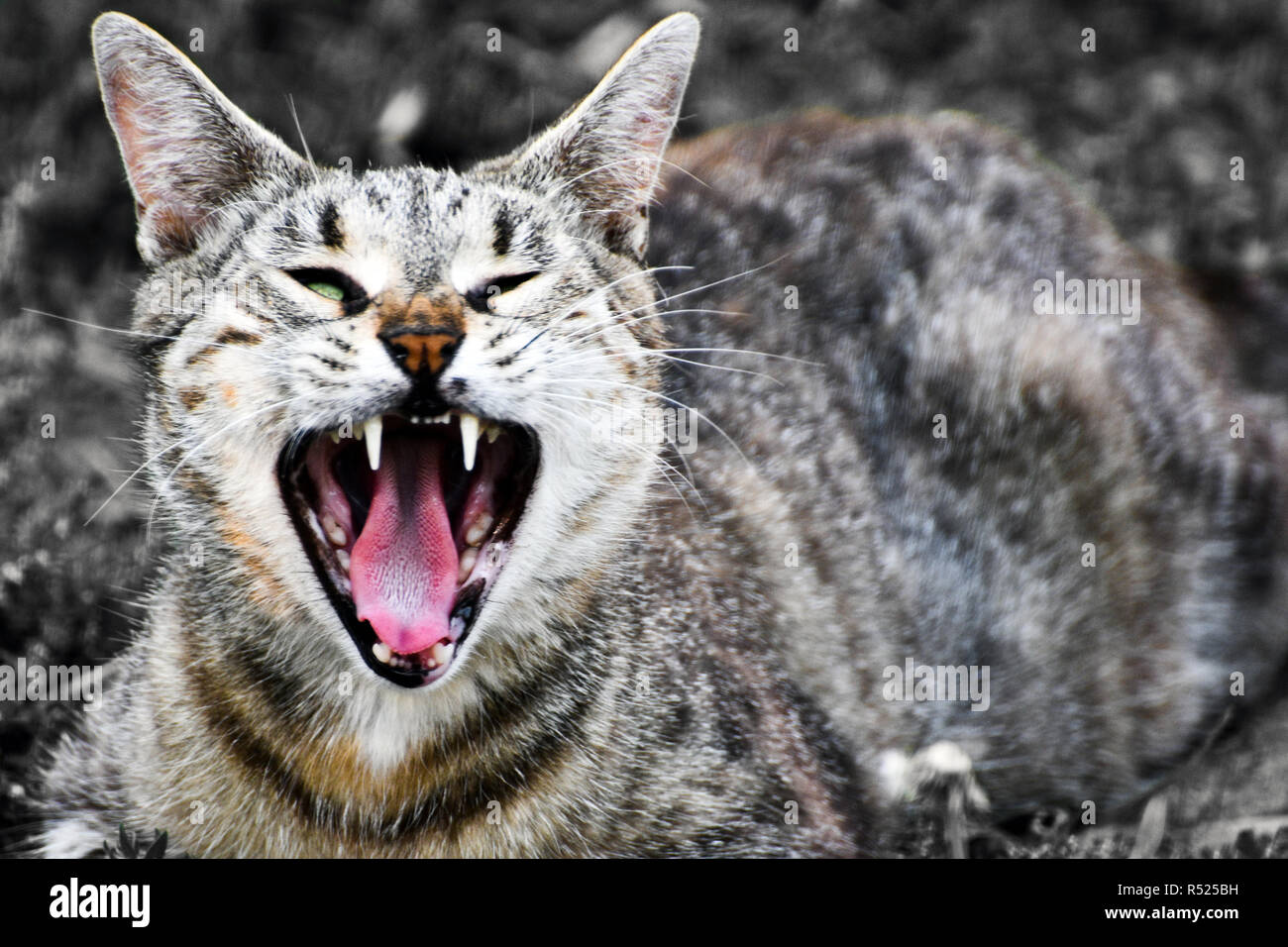 Grey cat mouth open hi-res stock photography and images - Alamy