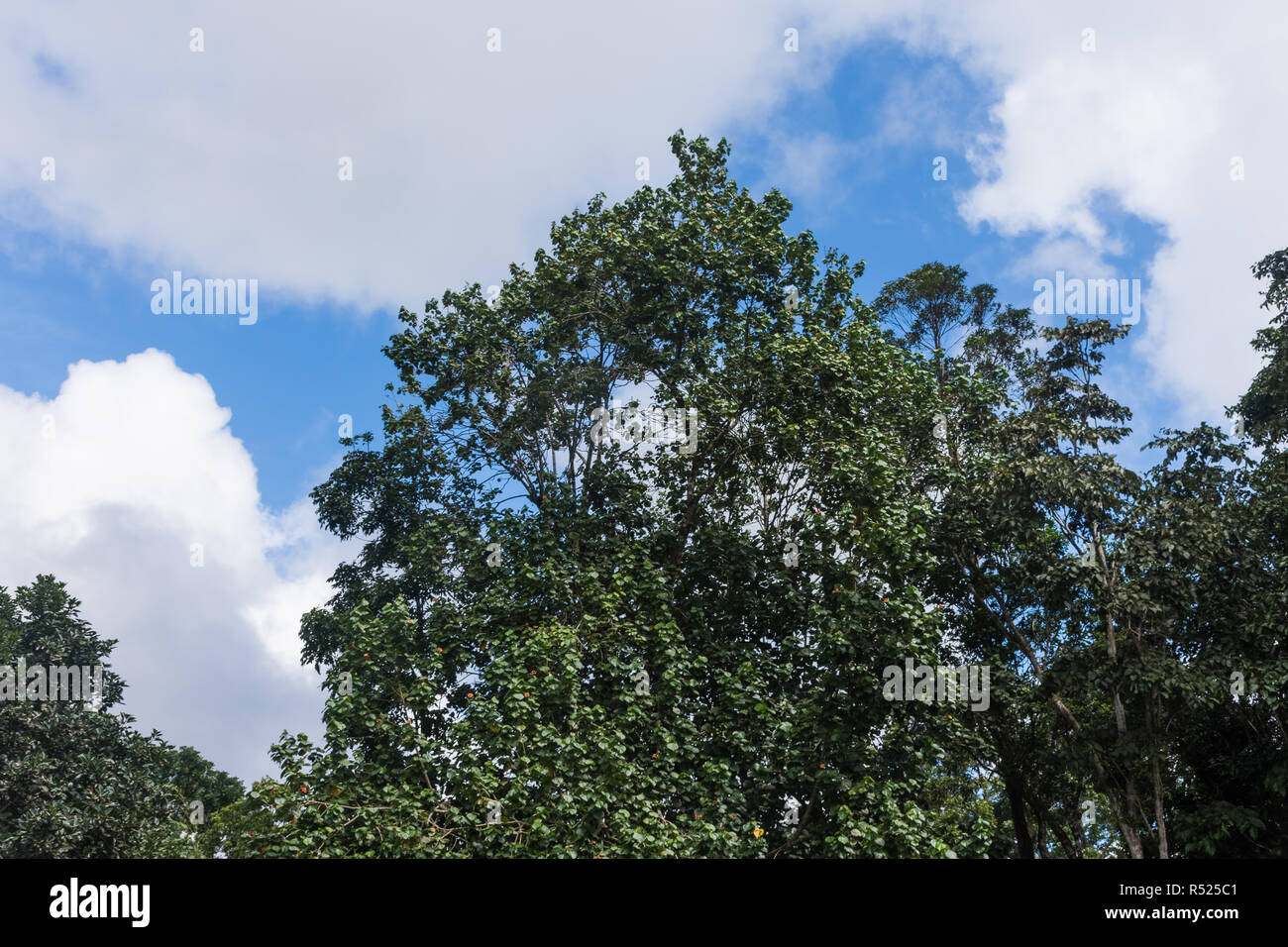 Lush vegetation in the jungle of Mount Pelee, the volcano of Martinique ...