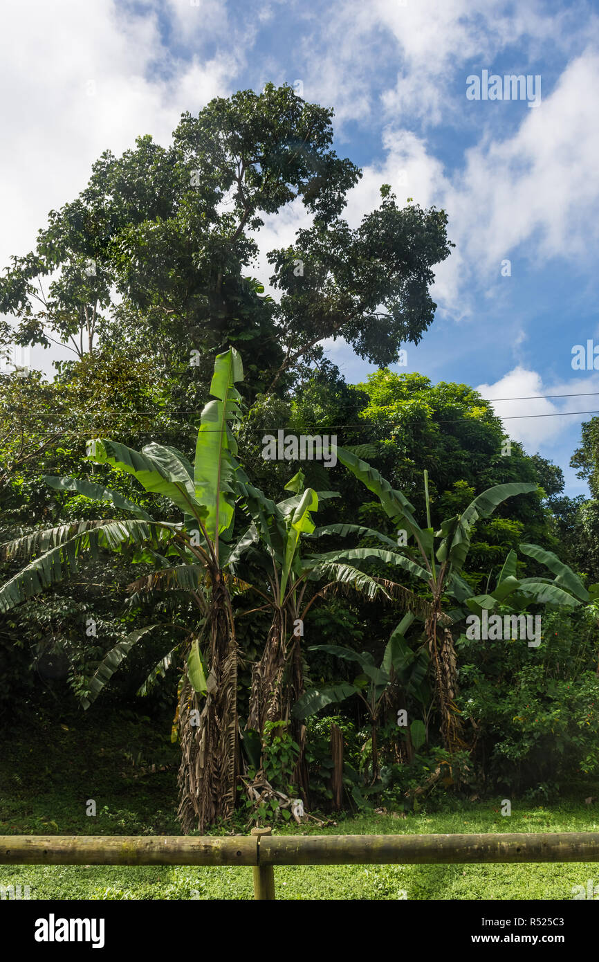 Lush vegetation in the jungle of Mount Pelee, the volcano of Martinique ...