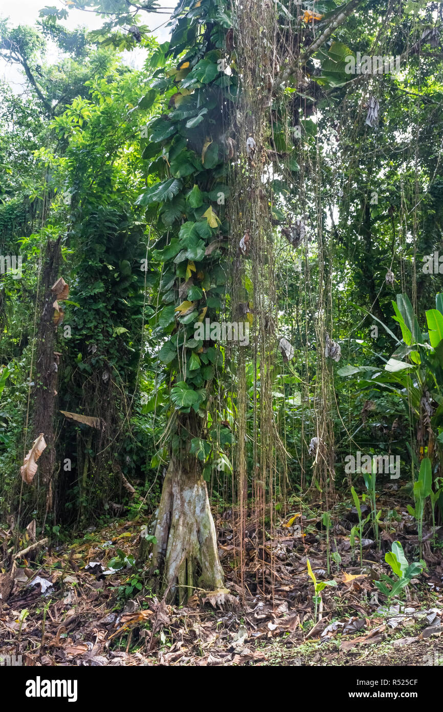 Lush vegetation in the jungle of Mount Pelee, the volcano of Martinique ...