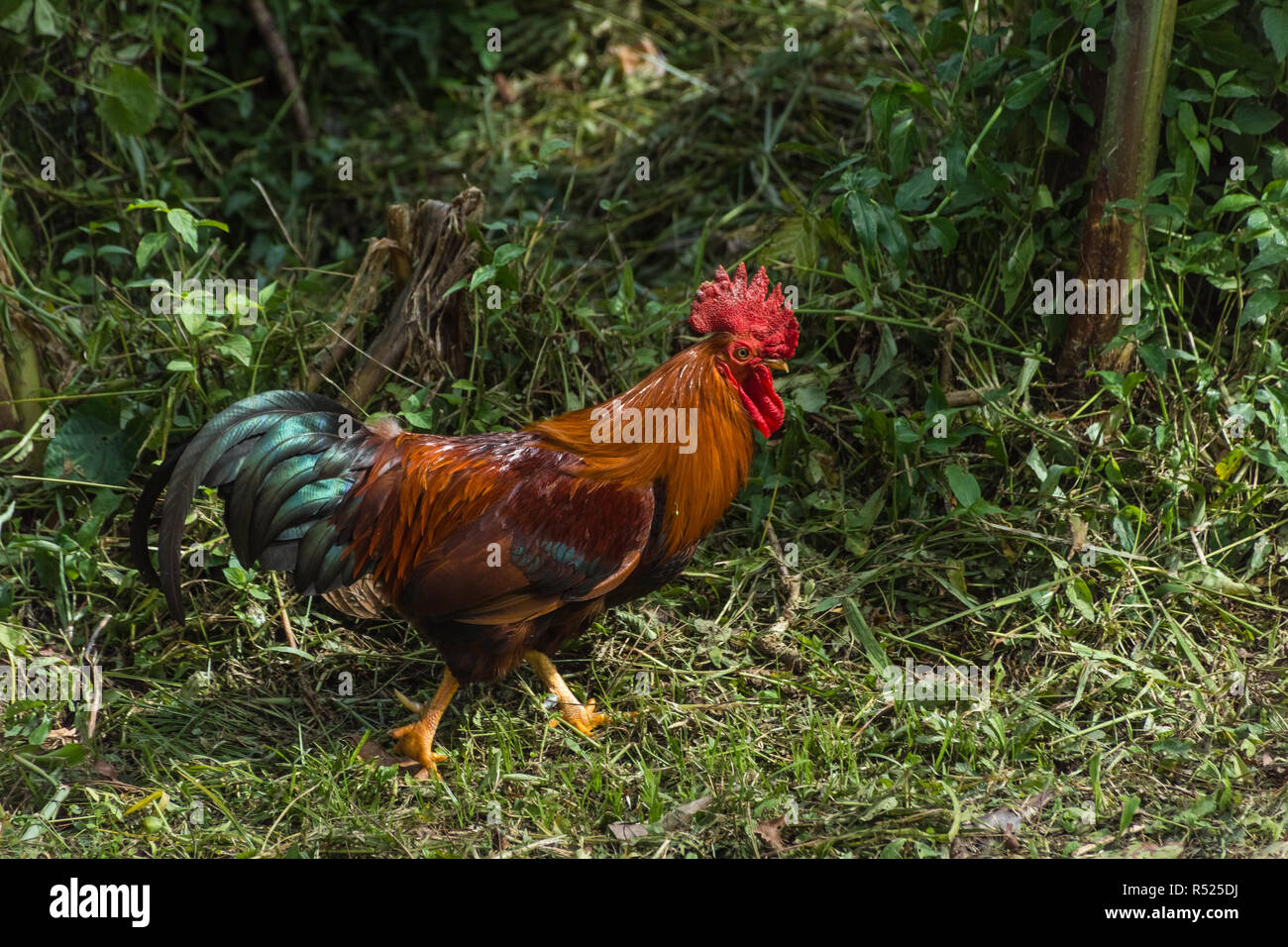 Wild rooster walking around in the jungle, Martinique Stock Photo - Alamy