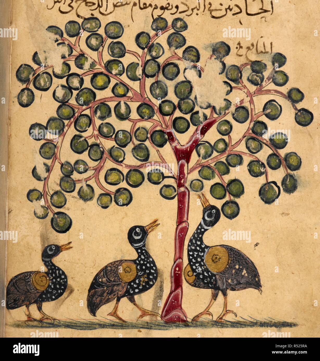 Kitab al hayawan hi-res stock photography and images - Alamy