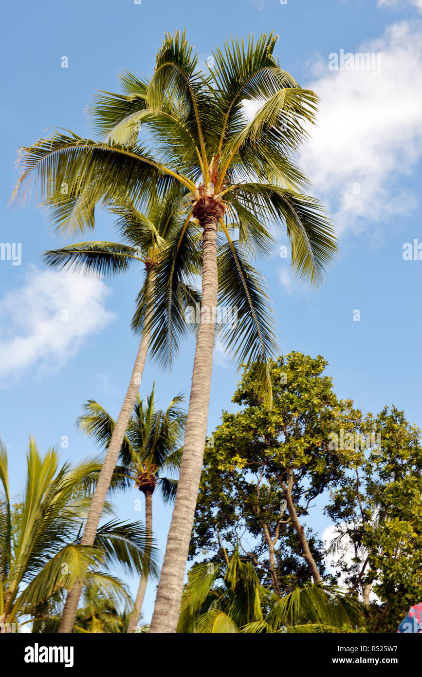 Pacific Island Palm tree Stock Photo - Alamy