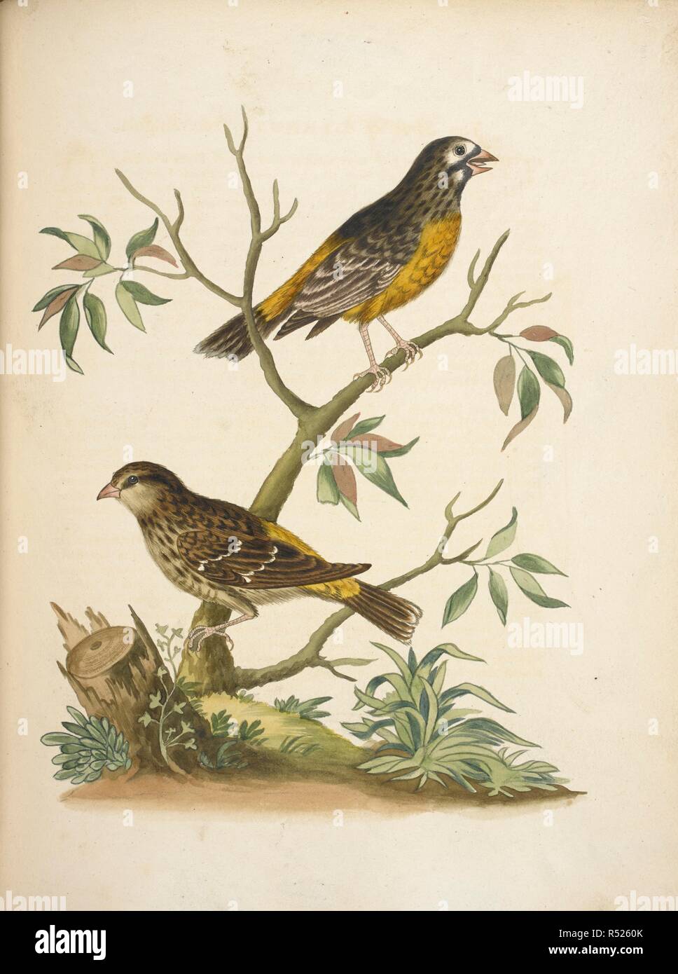 George finch hi-res stock photography and images - Alamy