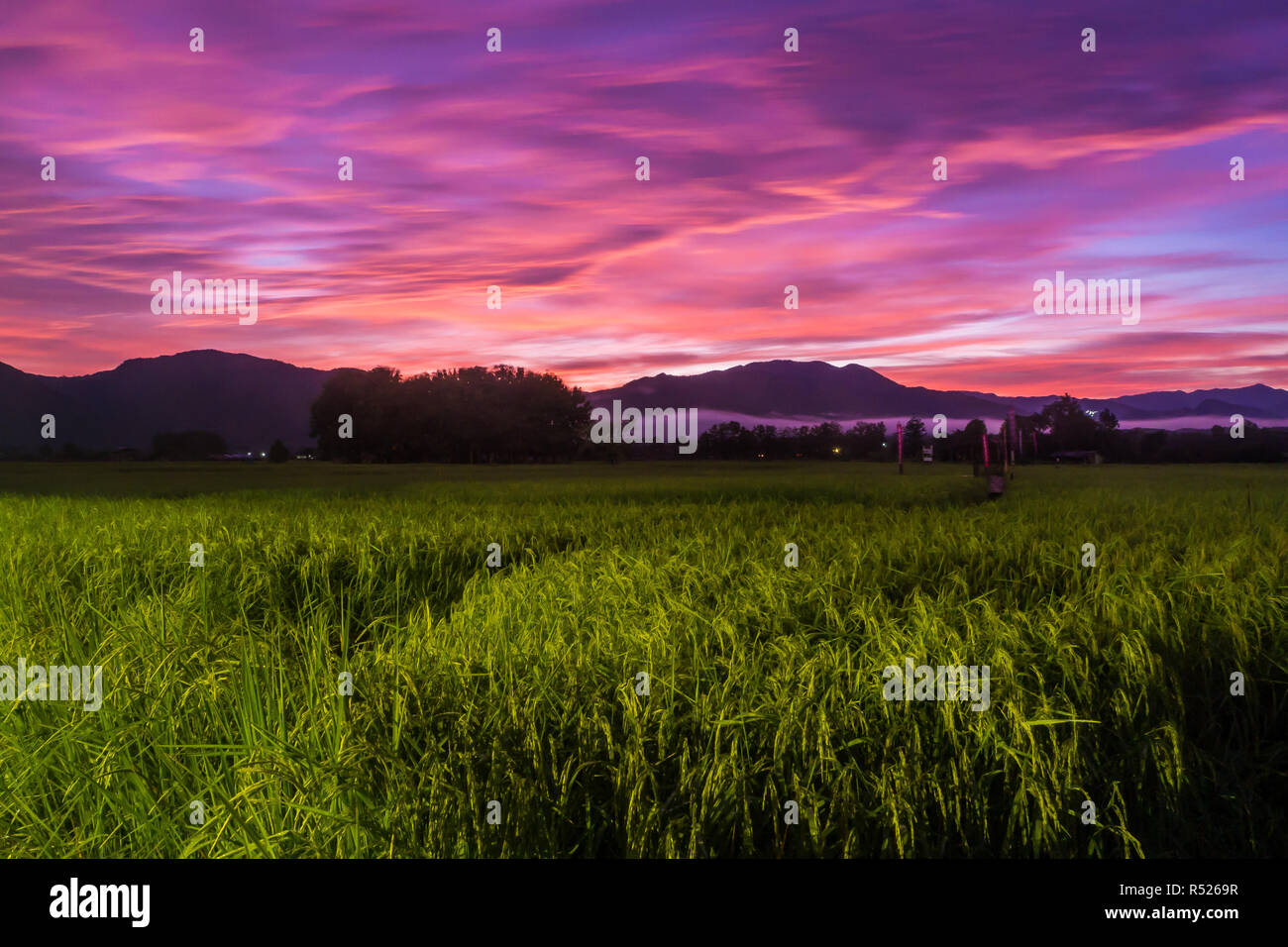 landscape Paddy rice field with sky in Twilight time Stock Photo - Alamy