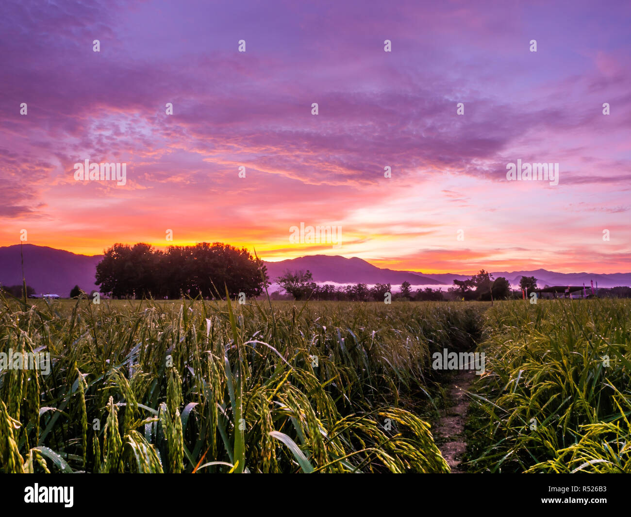 landscape Paddy rice field with sky in Twilight time Stock Photo - Alamy