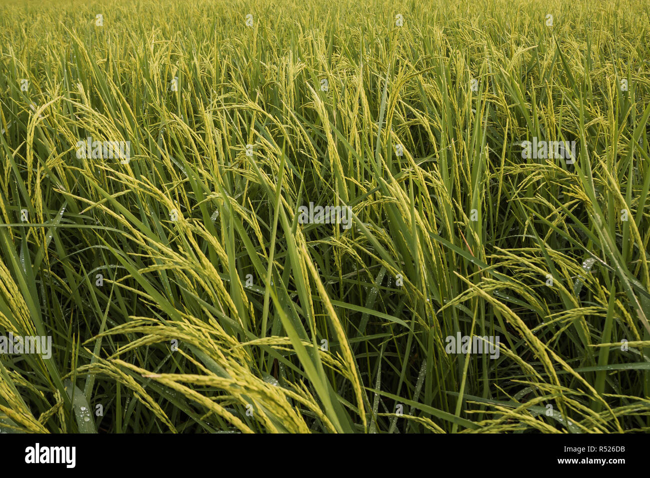 Close Up Paddy rice field Stock Photo - Alamy
