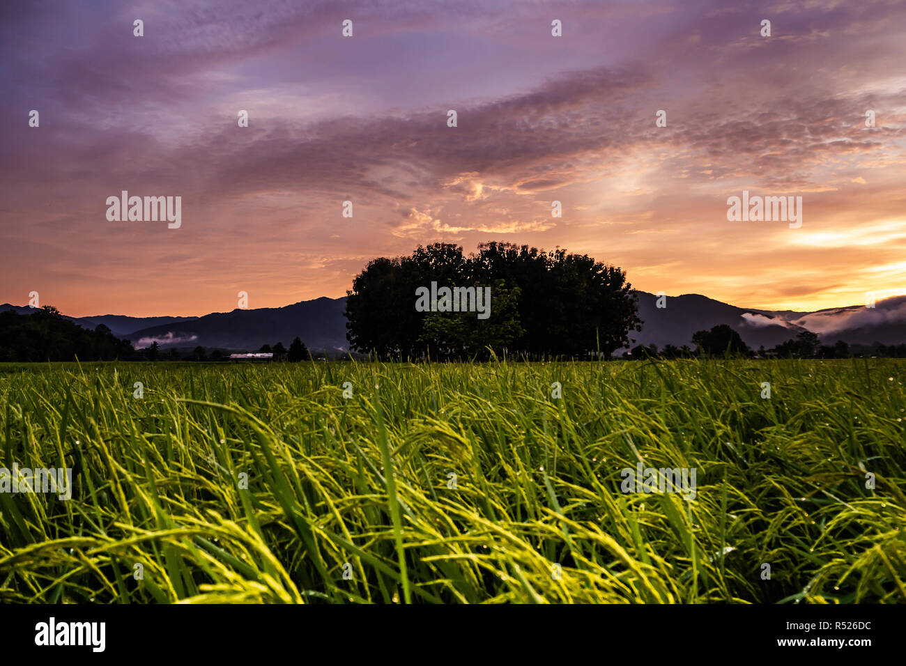 landscape Paddy rice field with sky in Twilight time Stock Photo - Alamy