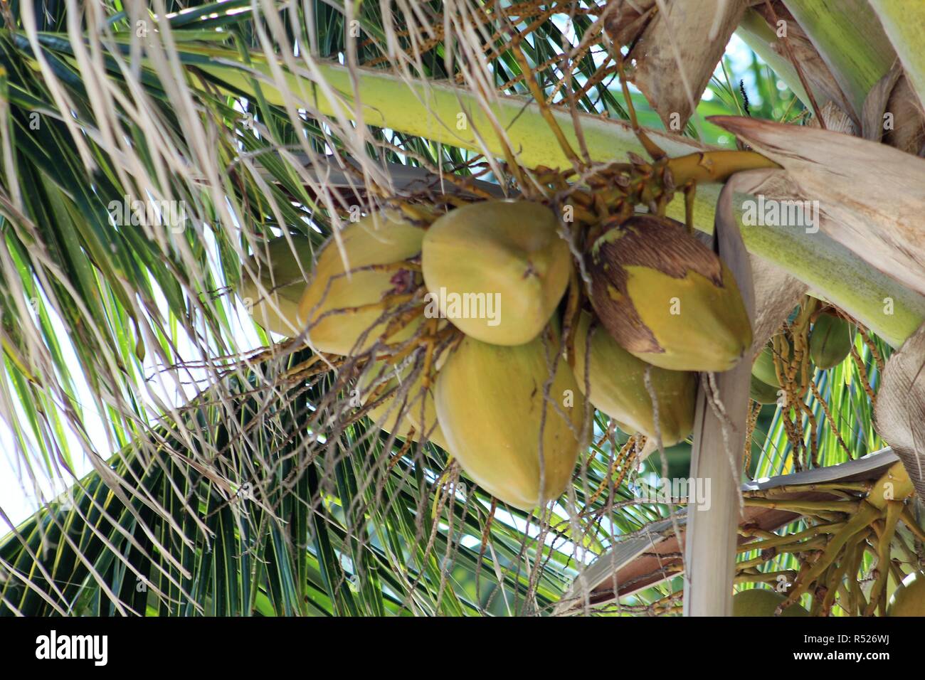 Coconut tree canopy hi-res stock photography and images - Alamy