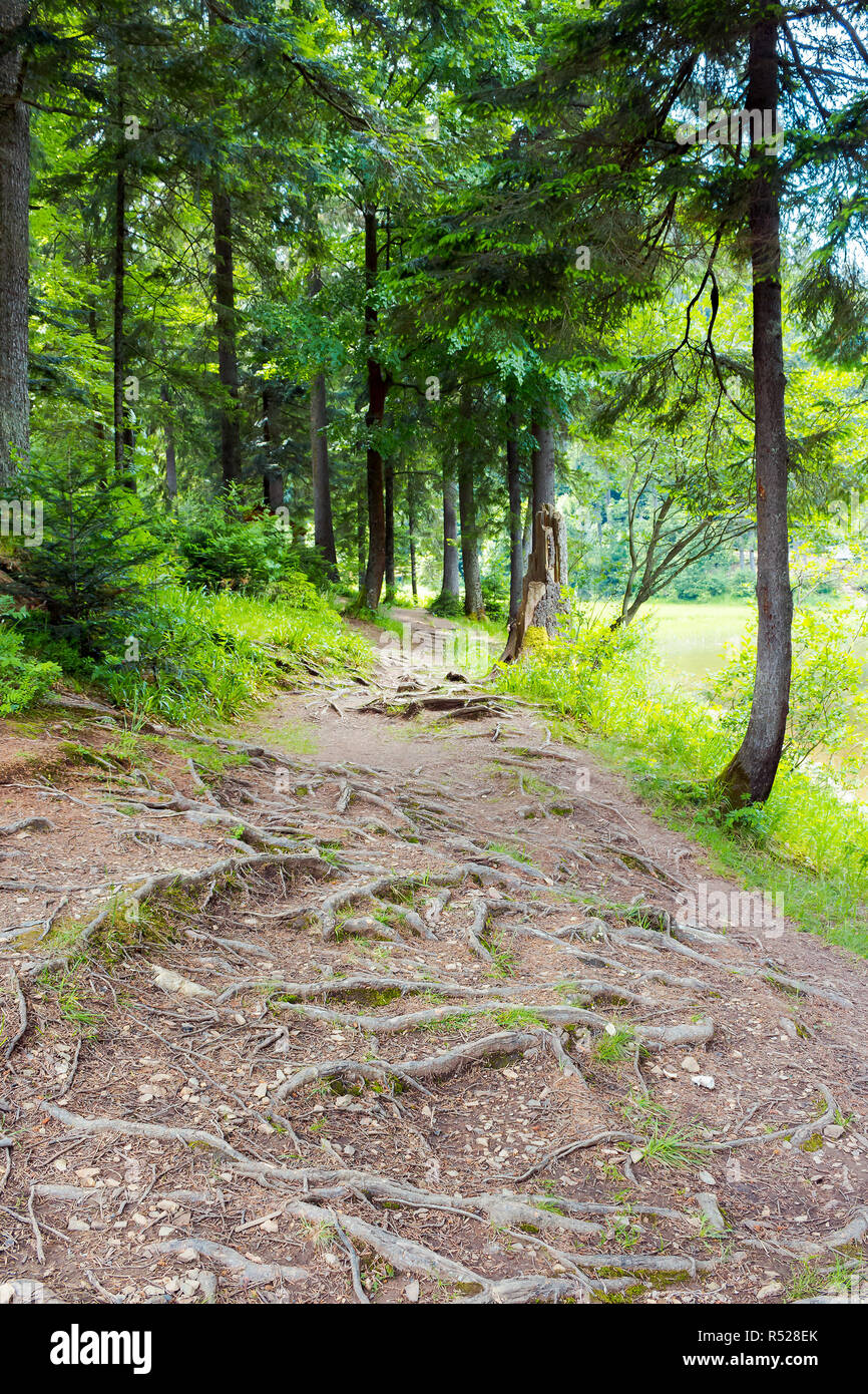Root trail hi-res stock photography and images - Alamy