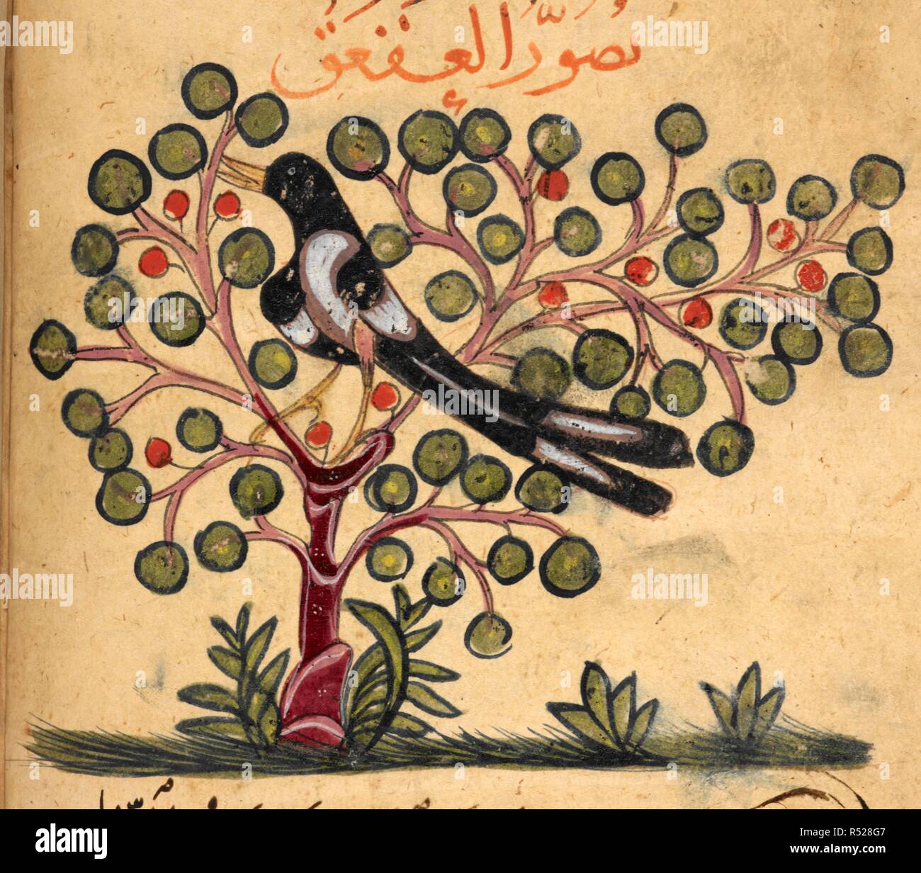 Magpie. Kitab Na't al-hayawan (book of the characteristics of animals ...